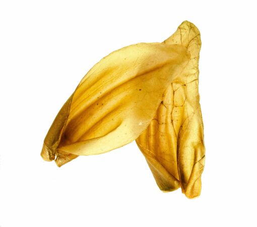 Natural XL Dried Beef Ear – Modern K9