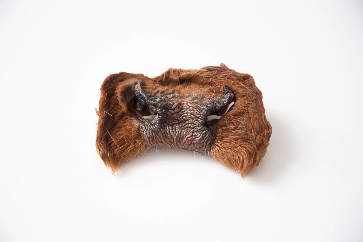 Dehydrated Beef Snout – Modern K9