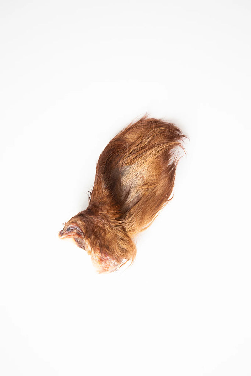 Dehydrated Beef Ear – Modern K9