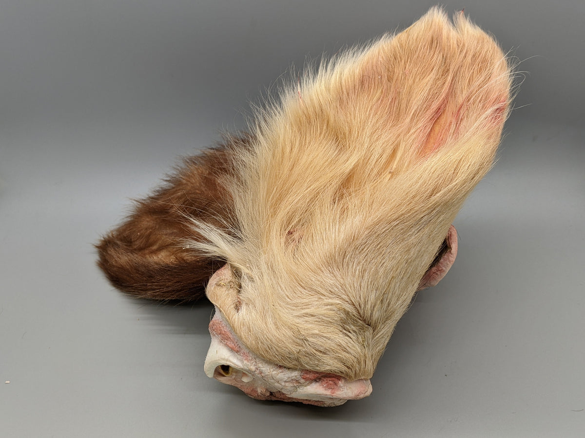 Raw Beef Ears – Modern K9